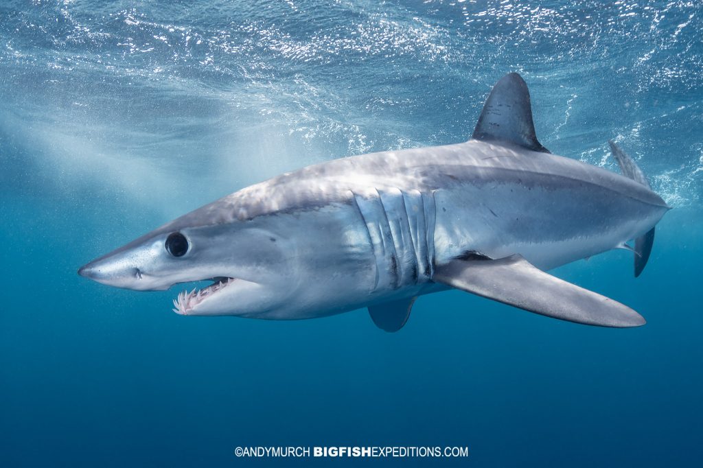 Snorkeling with mako sharks 2019 | Big Fish Expeditions
